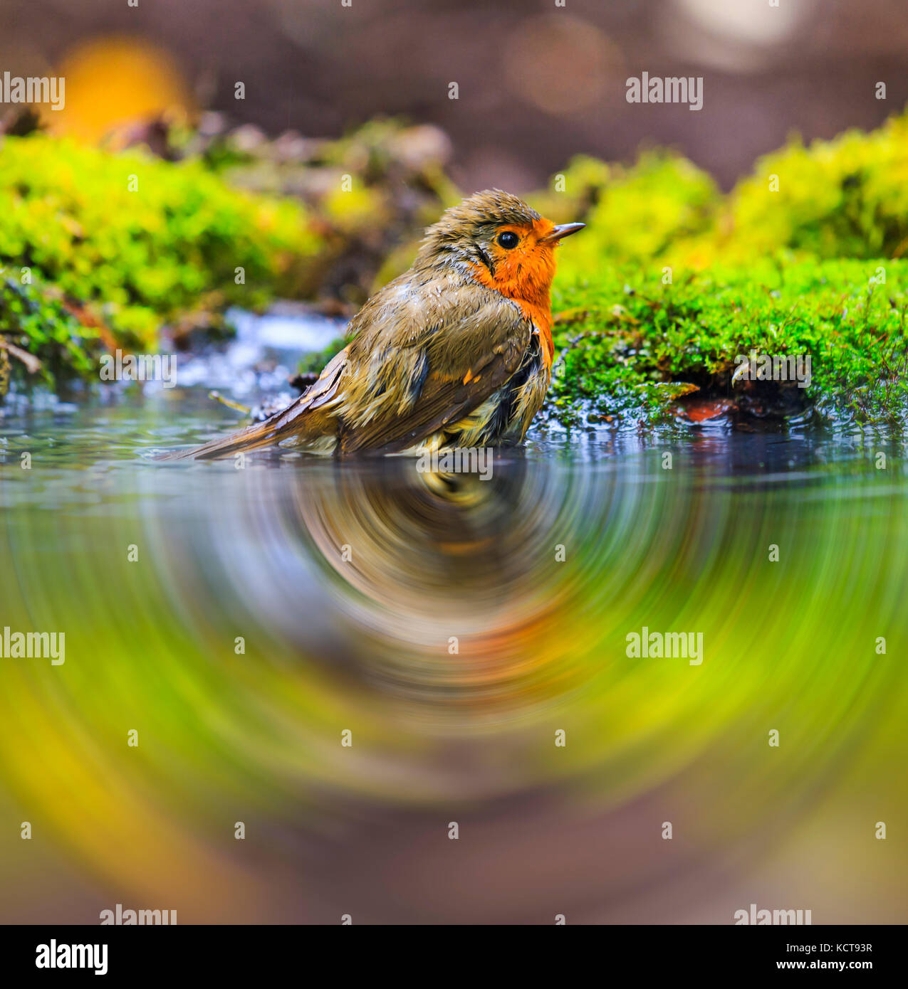 Robineurope hi-res stock photography and images - Alamy