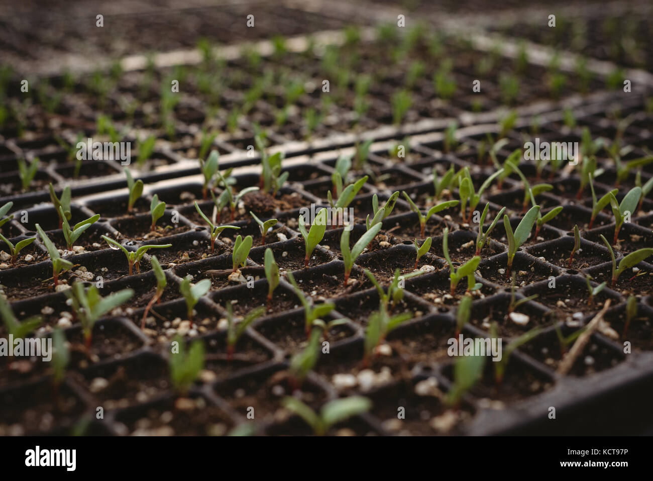 Nursery saplings hi-res stock photography and images - Alamy