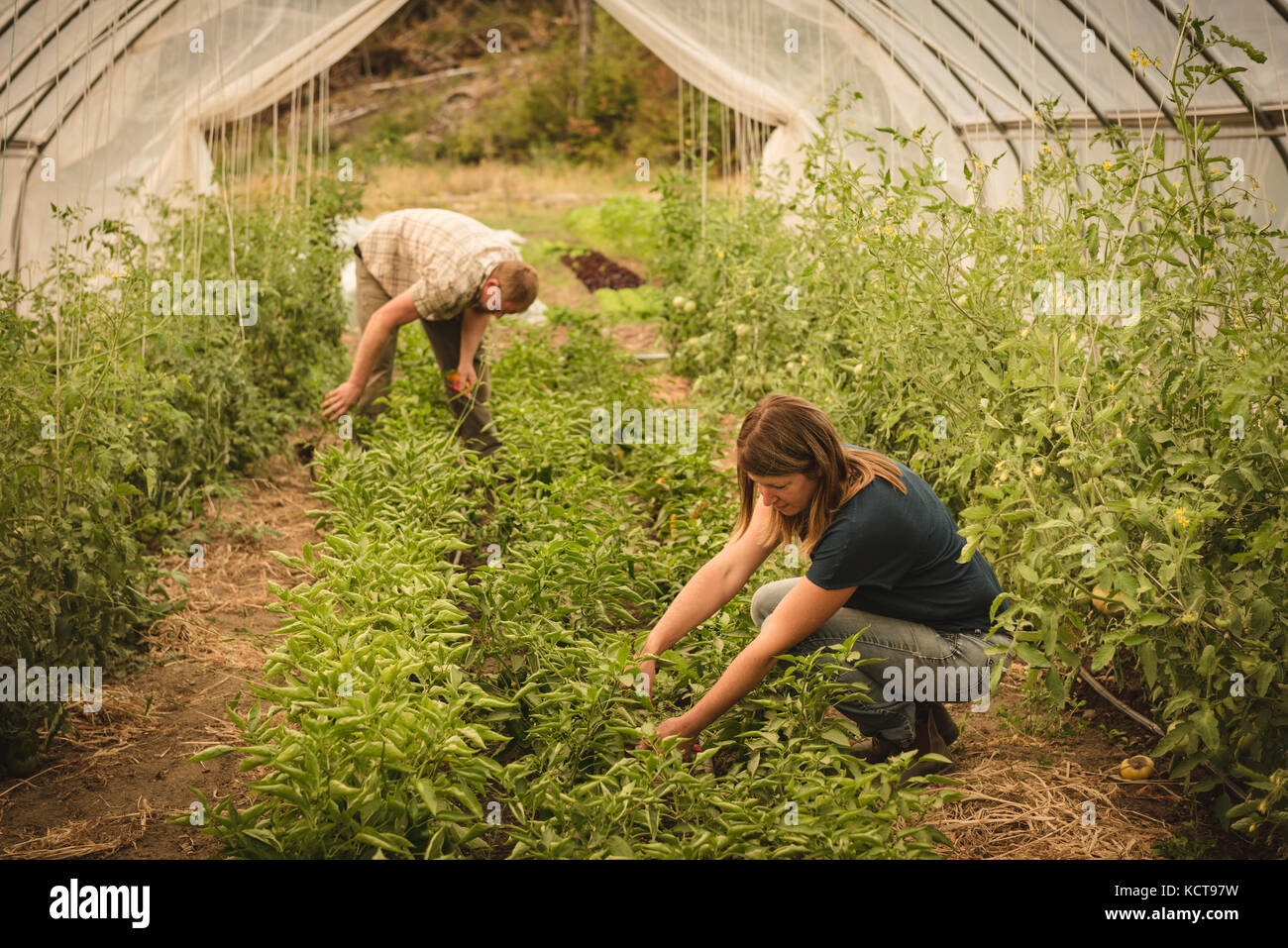 Farmer checking leaves plants hi-res stock photography and images - Alamy