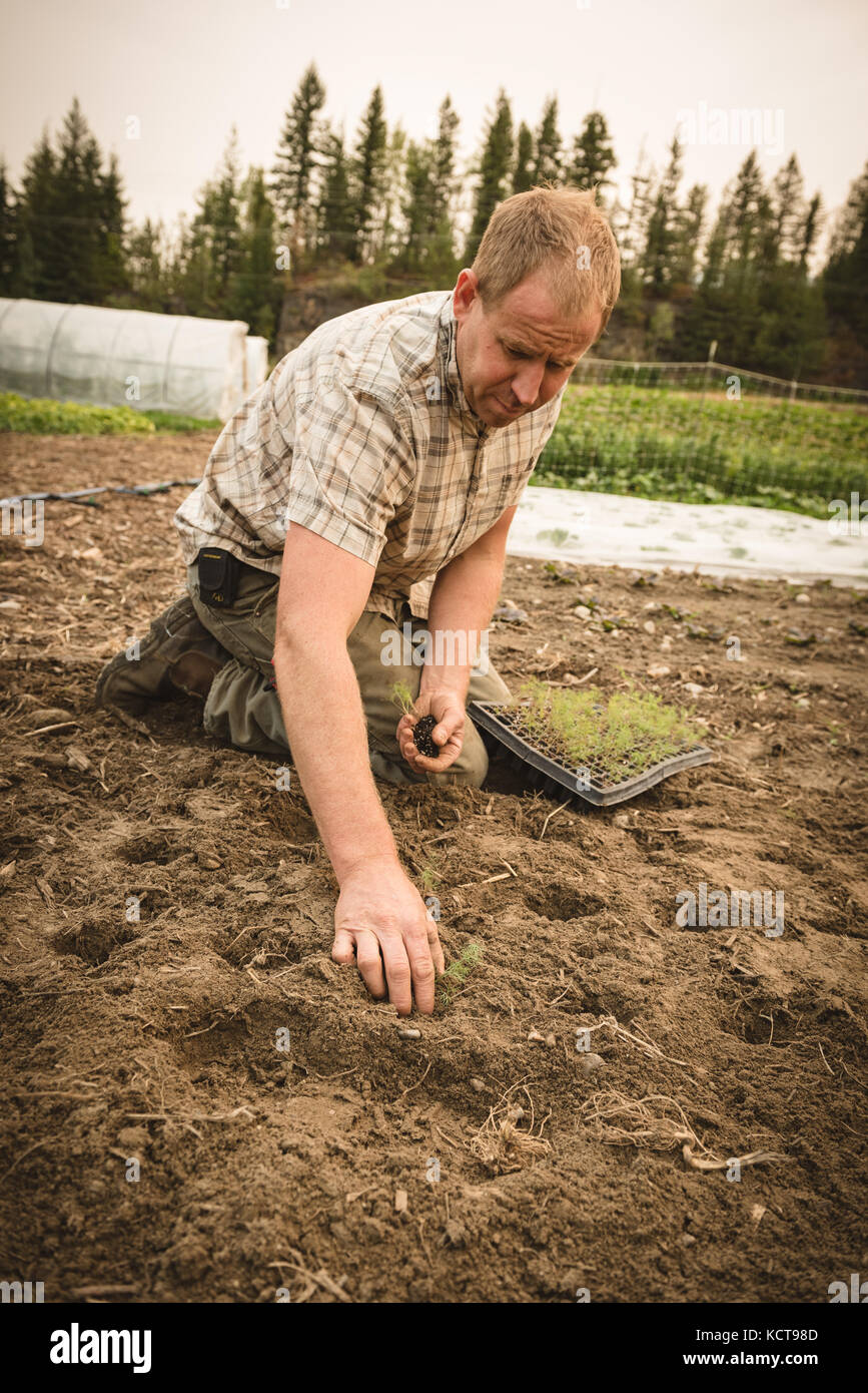 Farmer planting small plant in the soil at field Stock Photo - Alamy