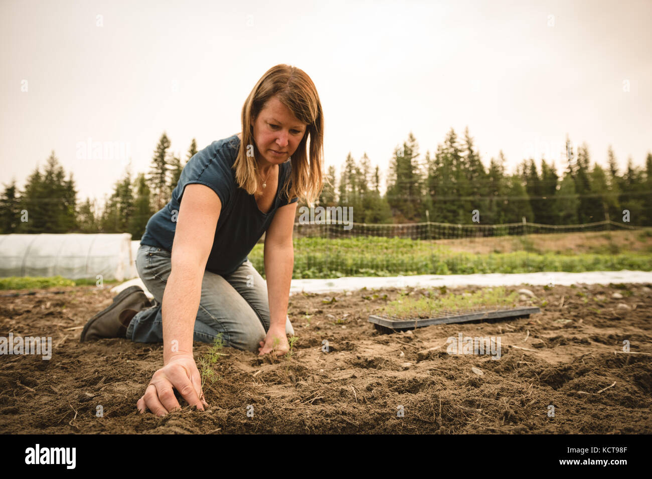 Female farmer planting small plant in the soil at field Stock Photo - Alamy