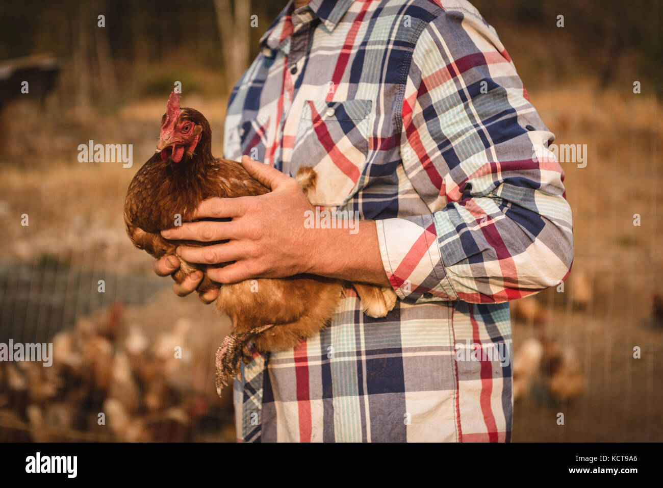 Mid section of farmer holding hen in farm Stock Photo - Alamy