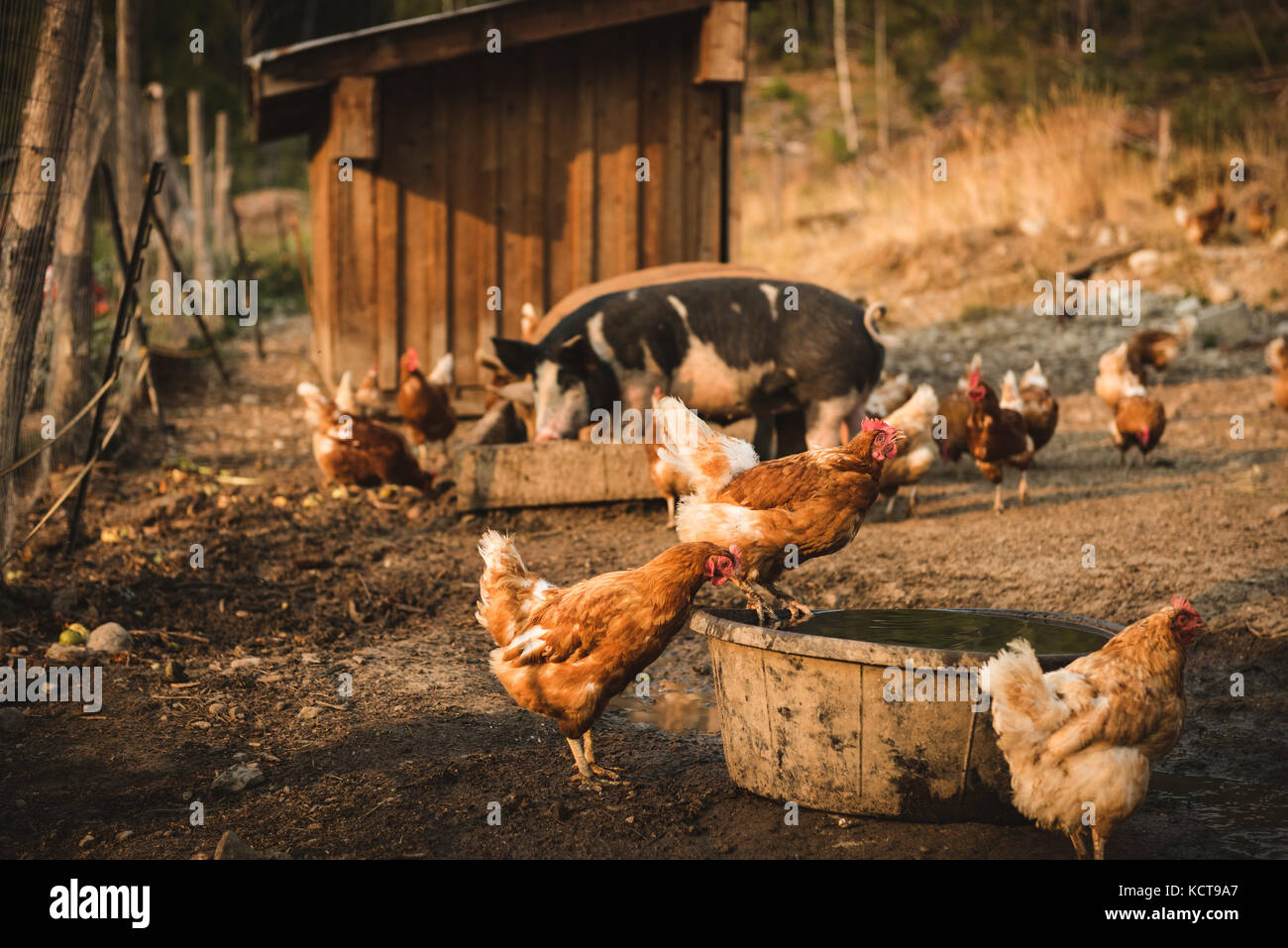 Pigs and hens eating food in farm on a sunny day Stock Photo - Alamy