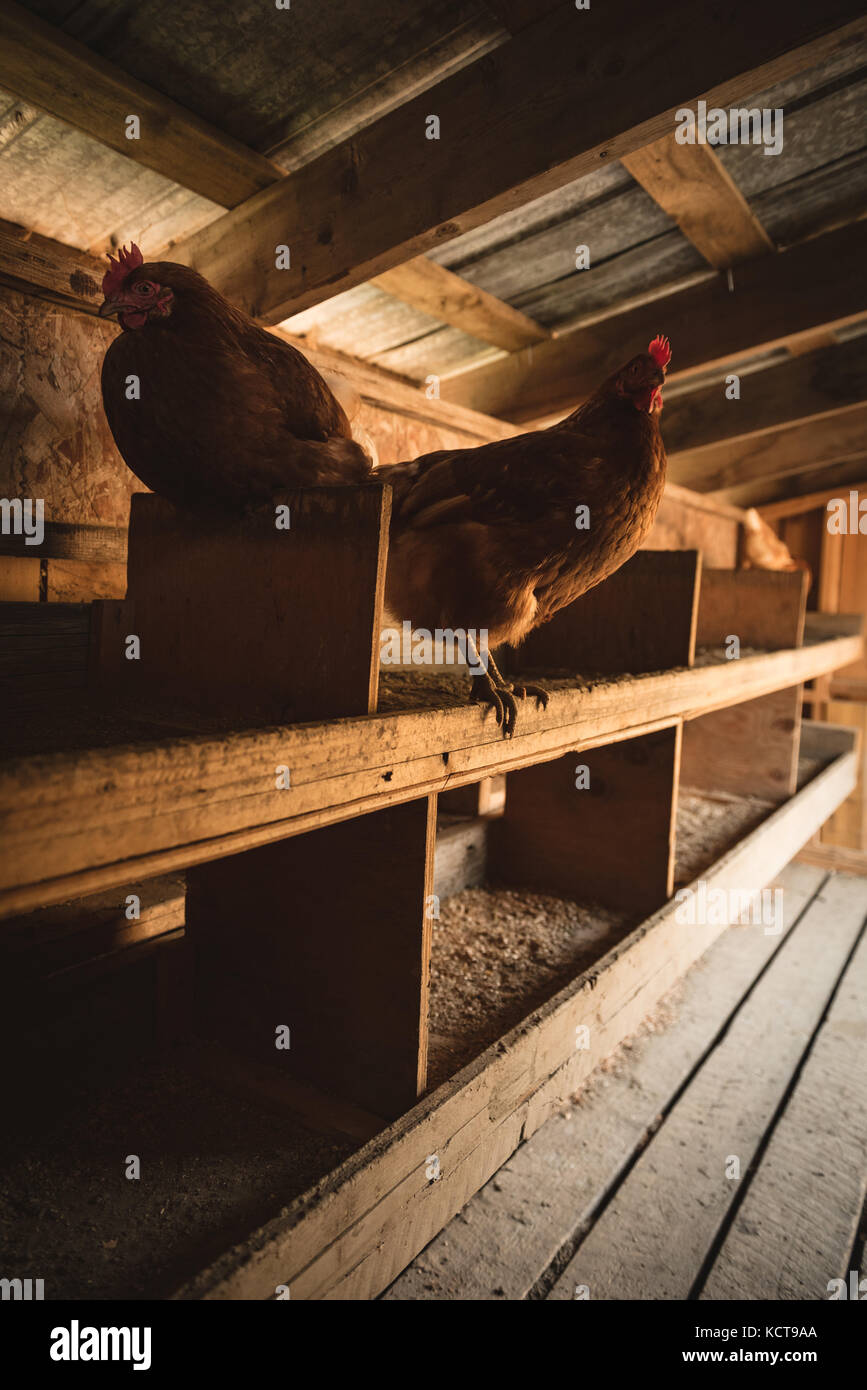 Chickens in henhouse at farm Stock Photo - Alamy