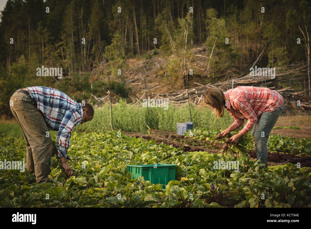Turnip field hi-res stock photography and images - Alamy