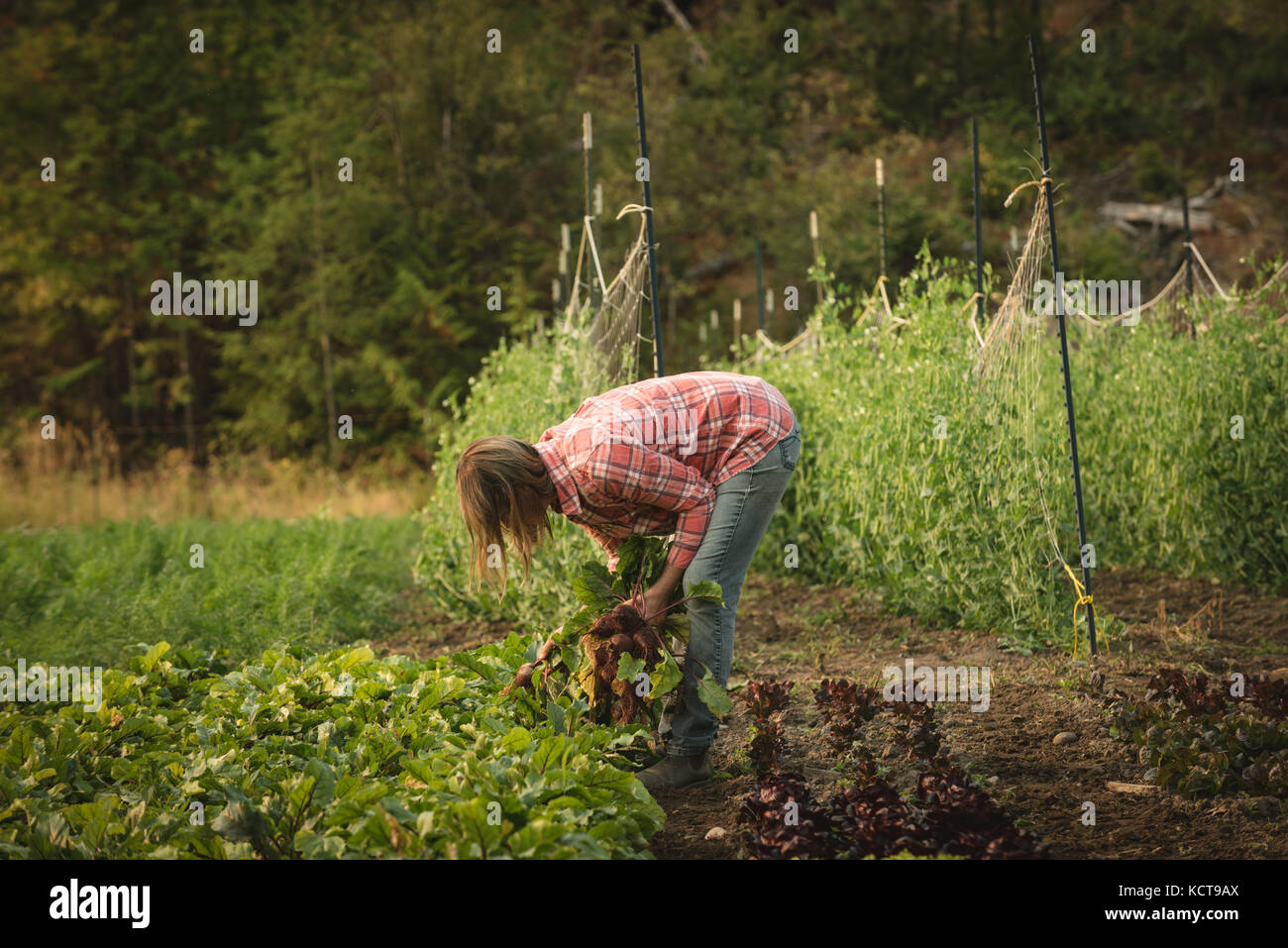 Turnip field hi-res stock photography and images - Alamy