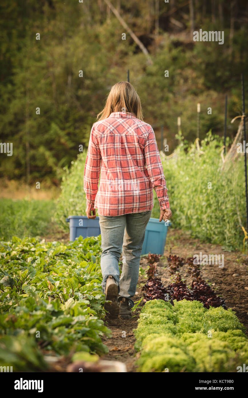 Rear view of farmer walking in vegetable field Stock Photo - Alamy