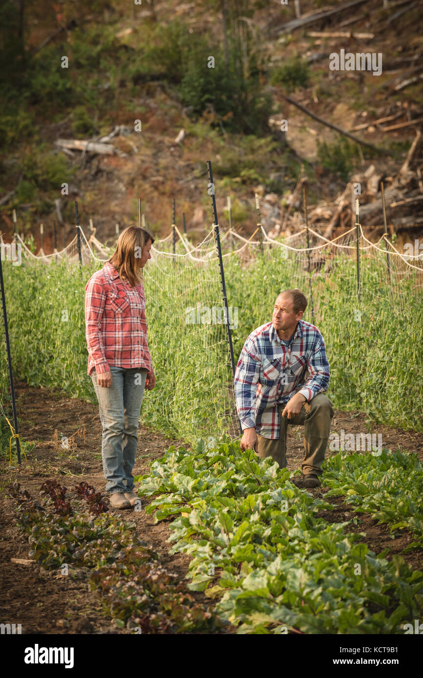 Two farmer interacting with each other in field Stock Photo - Alamy