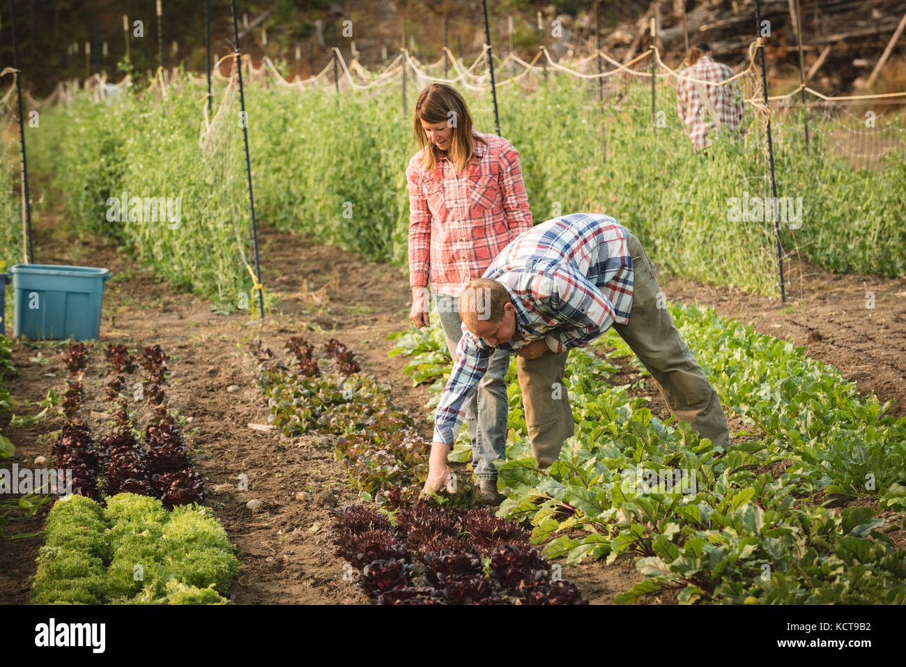 Two farmer checking green vegetables in field Stock Photo - Alamy