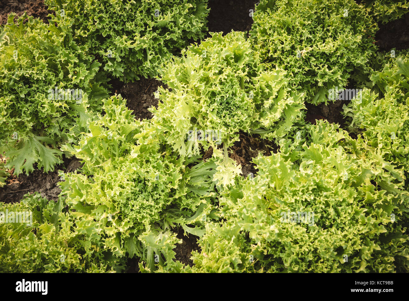 Fresh green vegetables in the field Stock Photo - Alamy