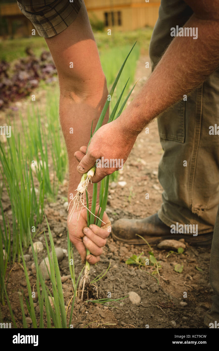 Close-up of farmer plucking vegetables in the field Stock Photo - Alamy