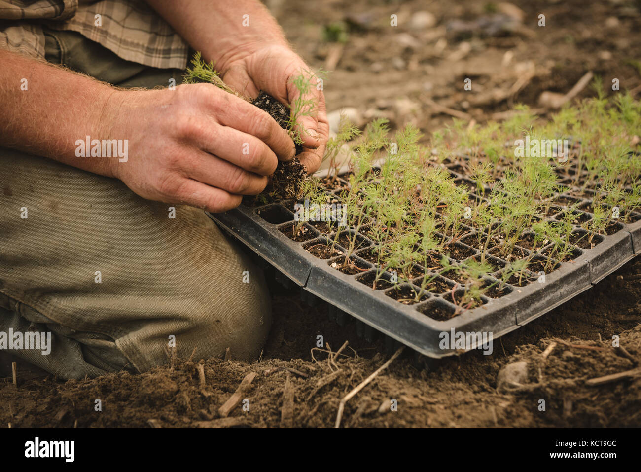 Plant soil section hi-res stock photography and images - Alamy