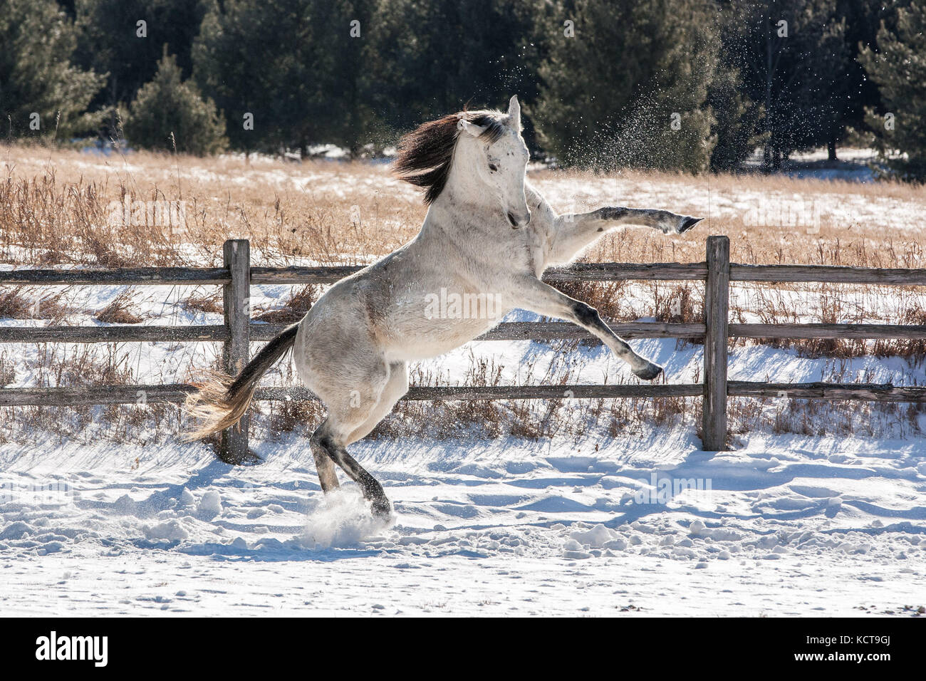 A gray Thoroughbred rearing up and playing in the snow in front of a ...