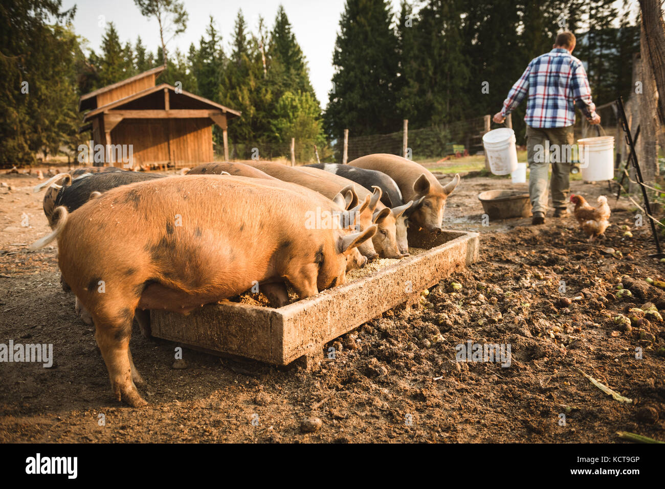Pig in bucket hi-res stock photography and images - Alamy