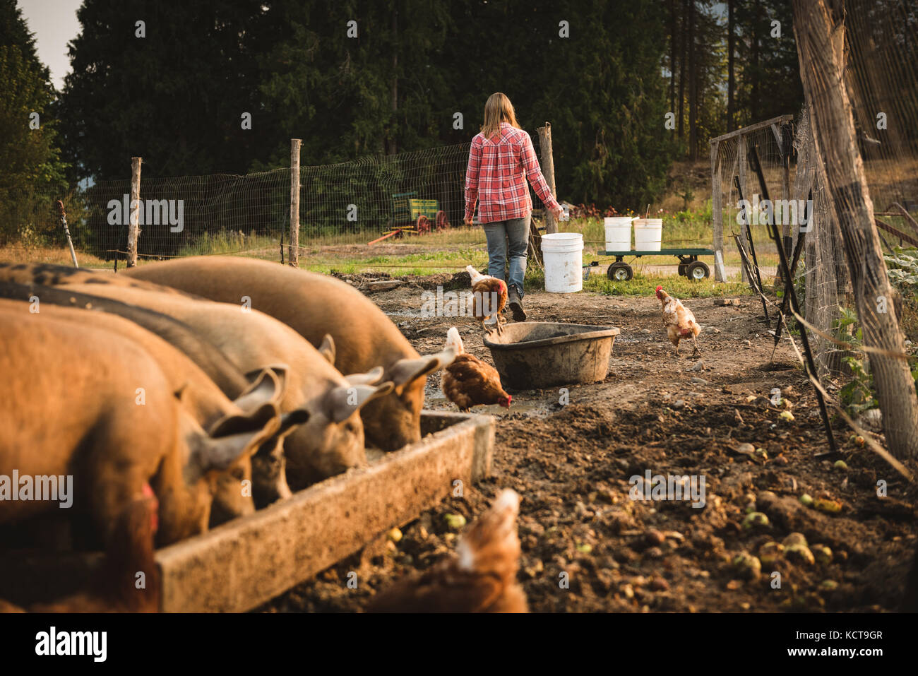 Pig in bucket hi-res stock photography and images - Alamy