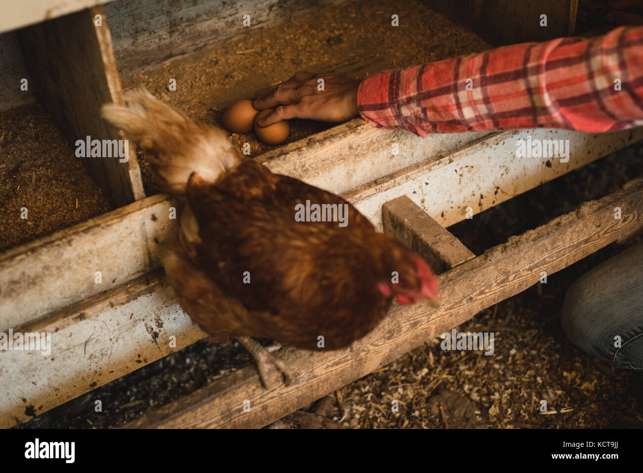 Farmer collecting eggs at the wooden henhouse with hen in farm Stock ...