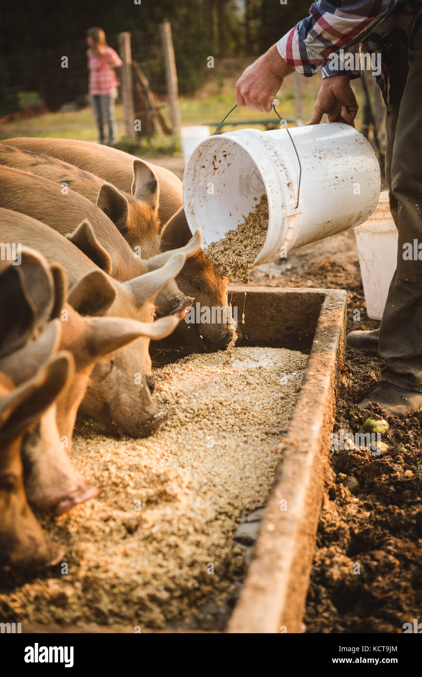 Man bucket feeding pigs hi-res stock photography and images - Alamy