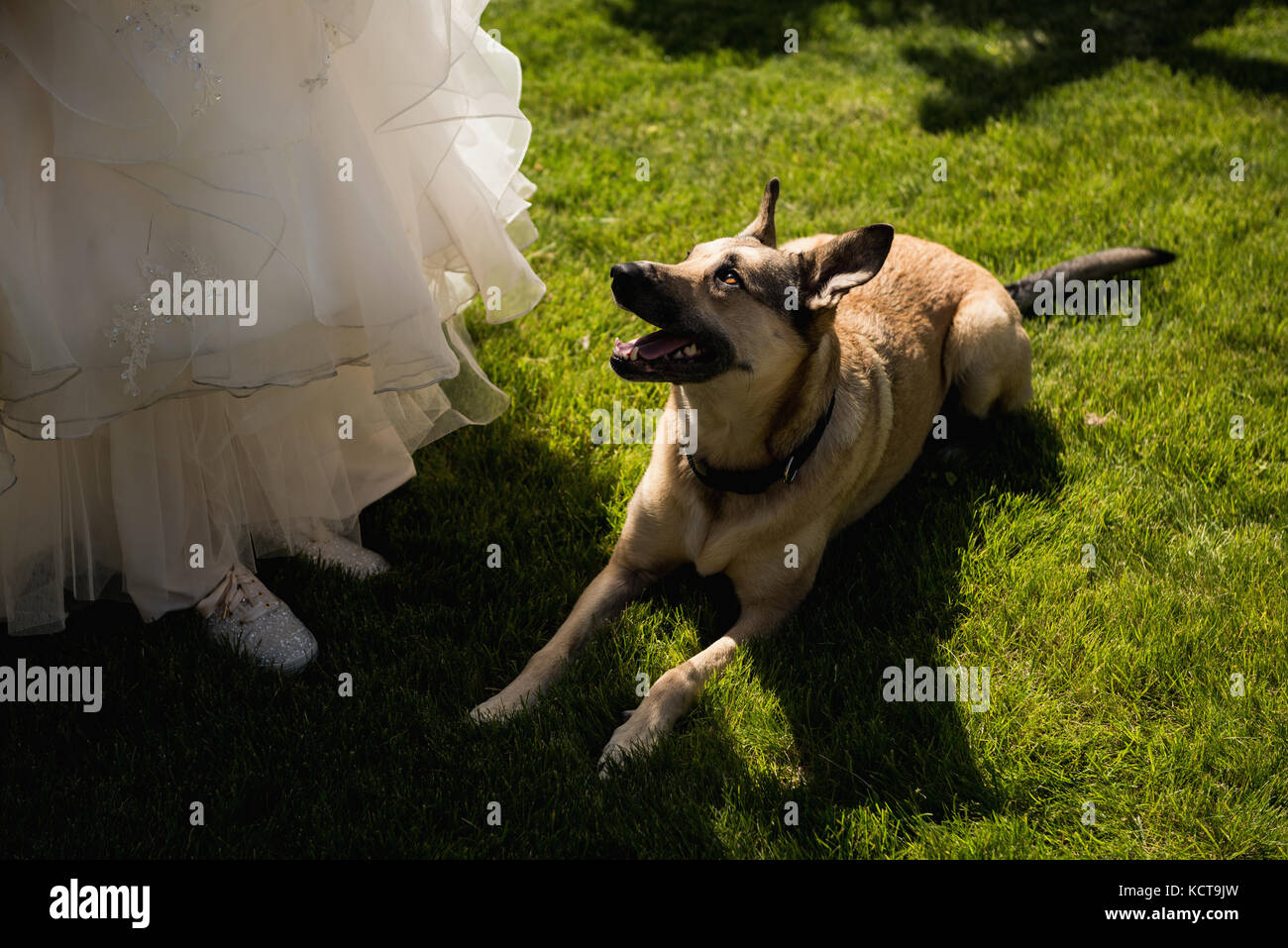 Bride dog hi-res stock photography and images - Alamy