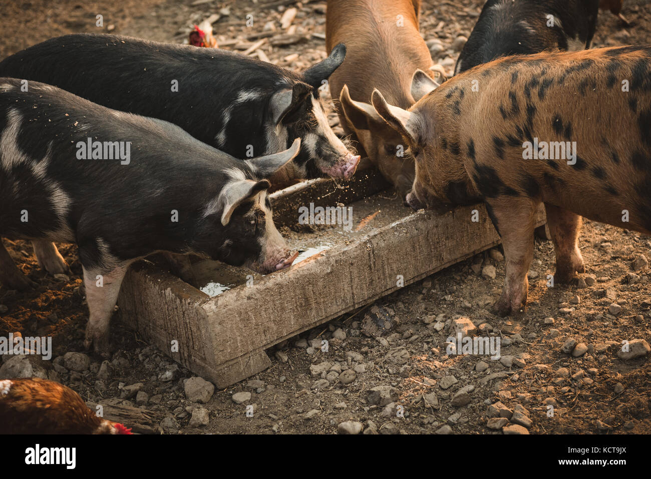 Pig eating food hi-res stock photography and images - Alamy