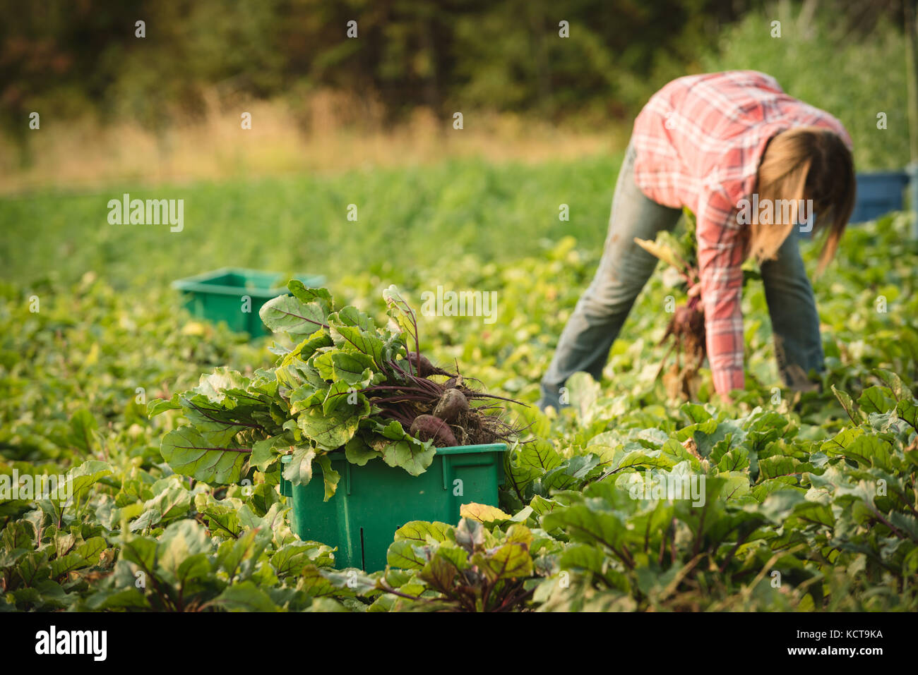 Female farmer harvesting turnip in field Stock Photo - Alamy