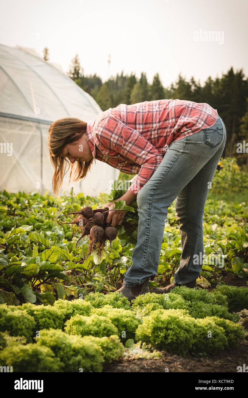 Turnip field hi-res stock photography and images - Alamy