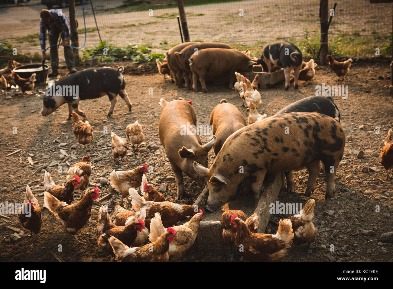 Chicken eating maize hi-res stock photography and images - Alamy