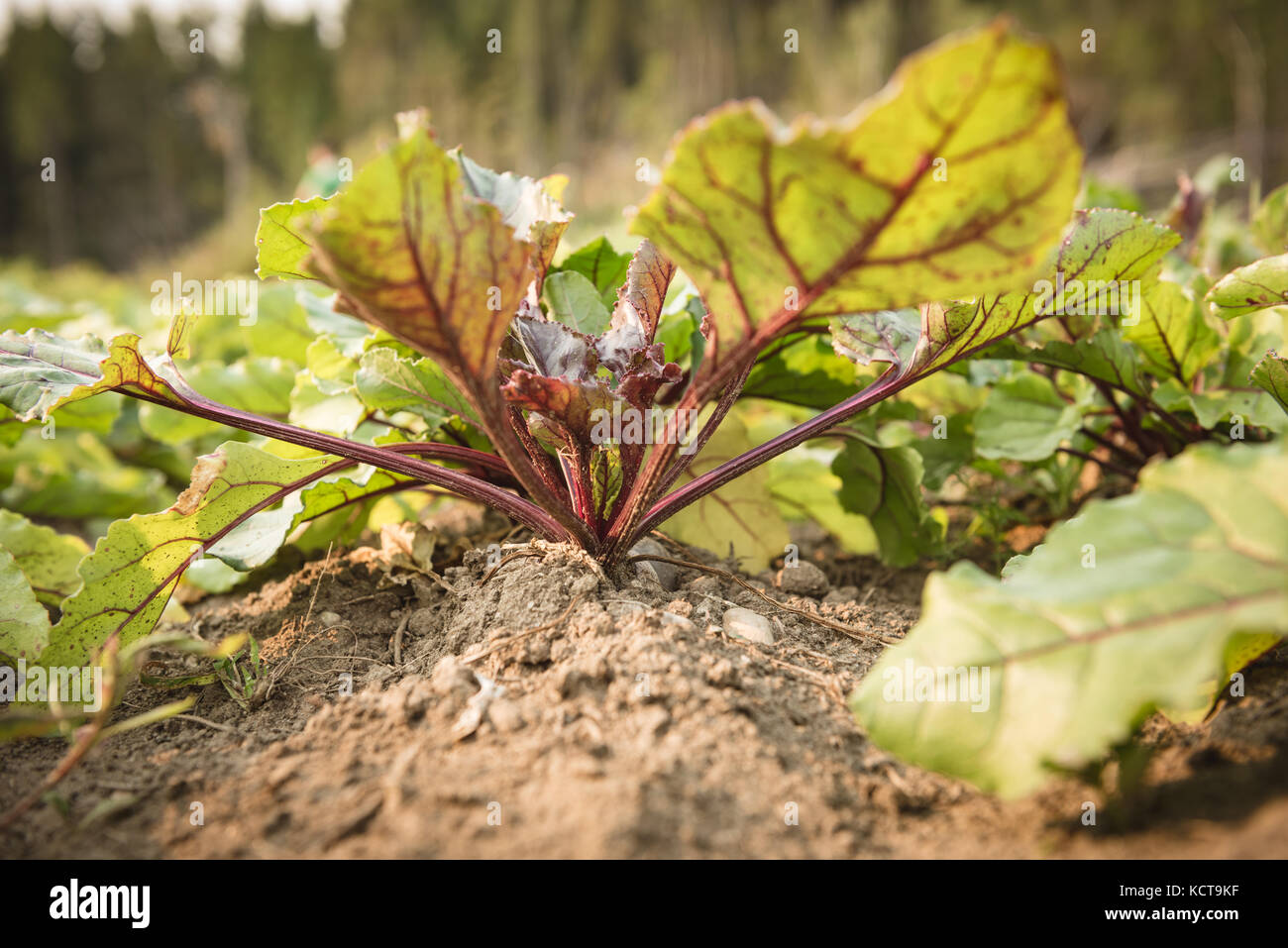 Green vegetables field hi-res stock photography and images - Alamy