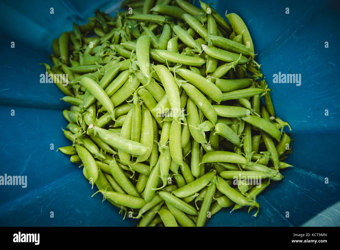 Close-up of green peas vegetables in field Stock Photo - Alamy