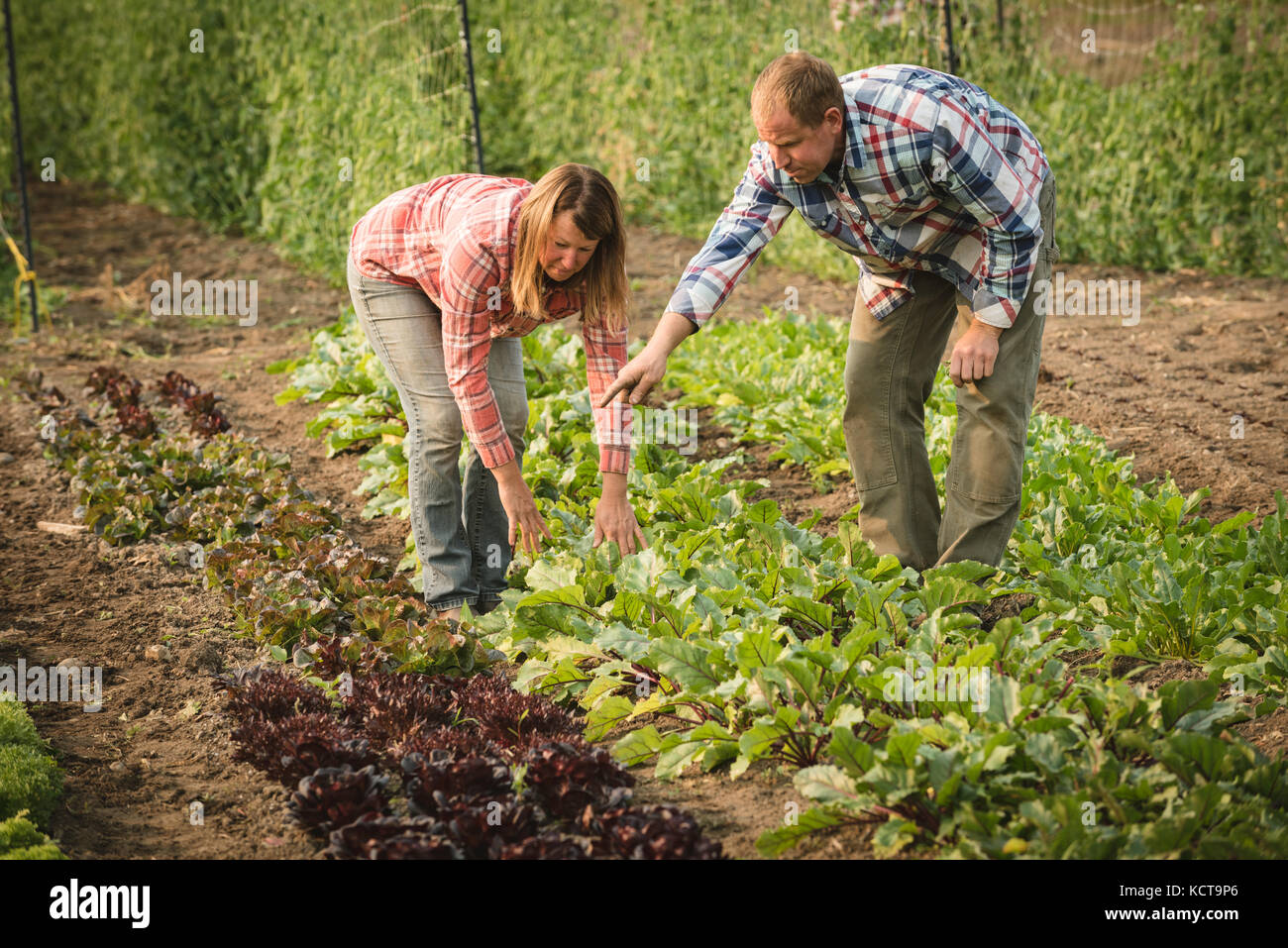 Two farmer checking green vegetables in field Stock Photo - Alamy