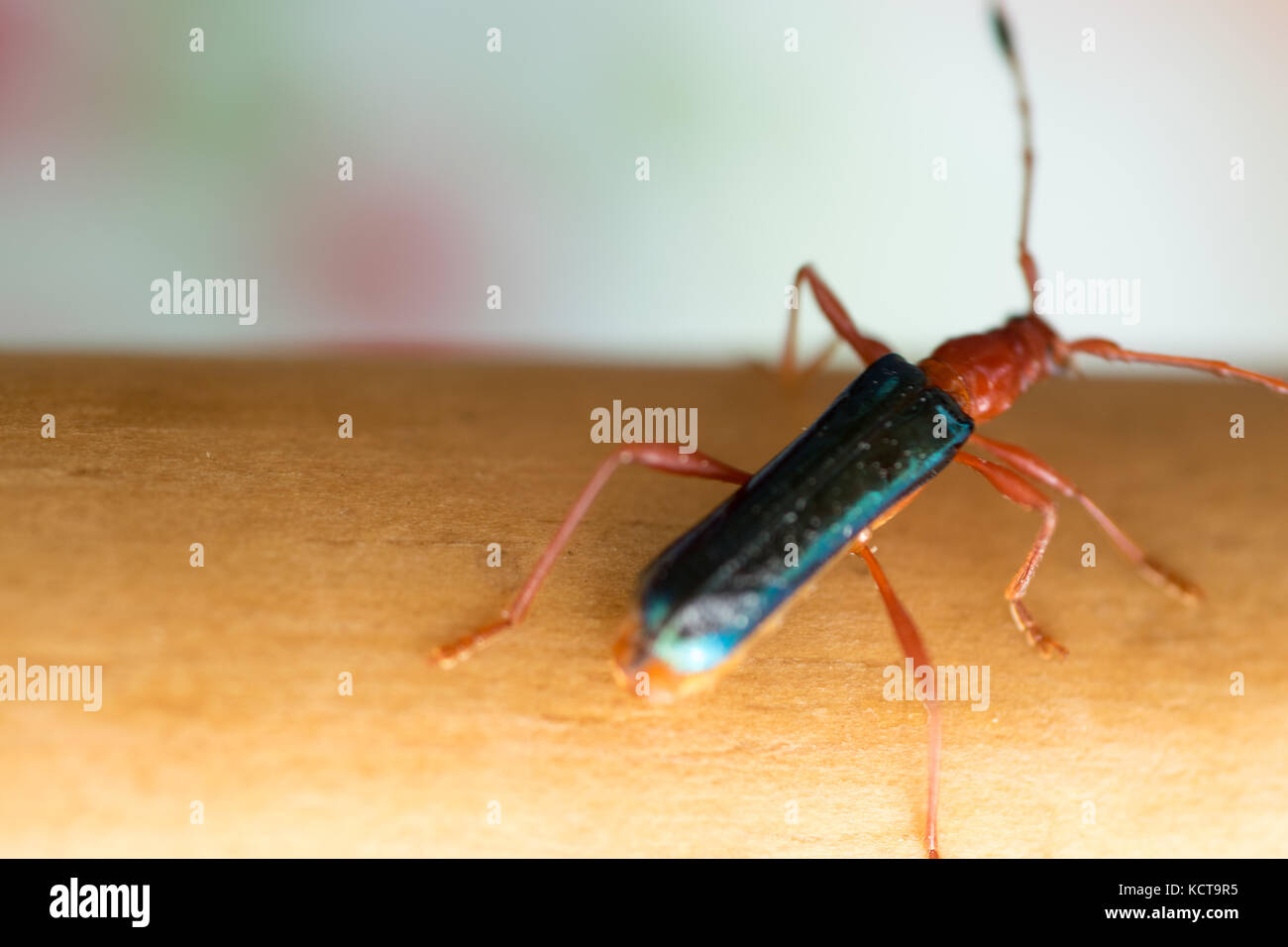 Compsocerus violaceus insect, nown as Guitarrero is considered an ...