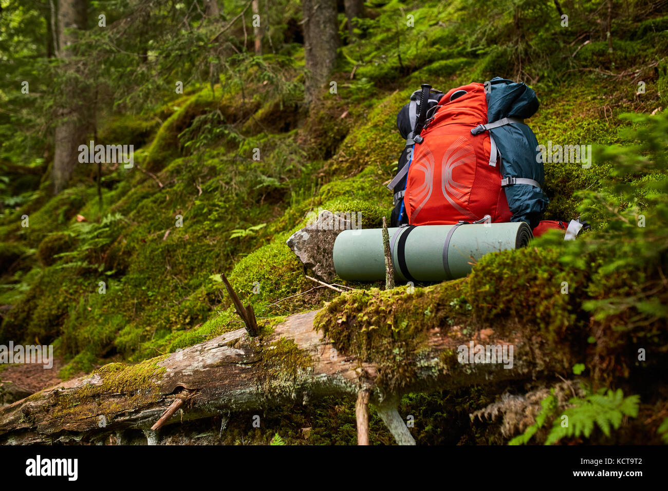 Travel backpack on the wooden bench in the forest. Outdoor wanderlust ...