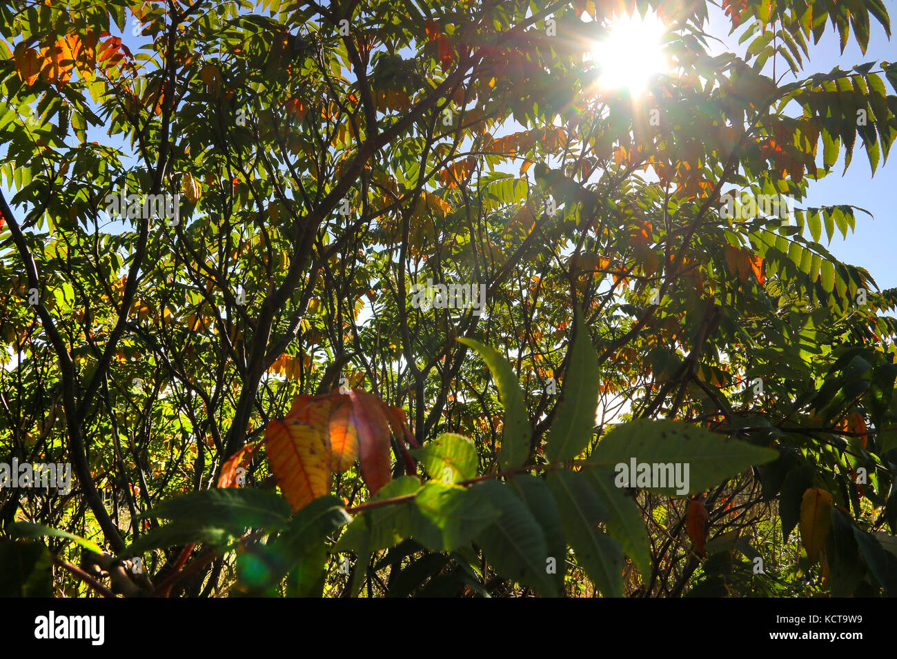 Sunlight through leaves - Kingsdown Stock Photo - Alamy