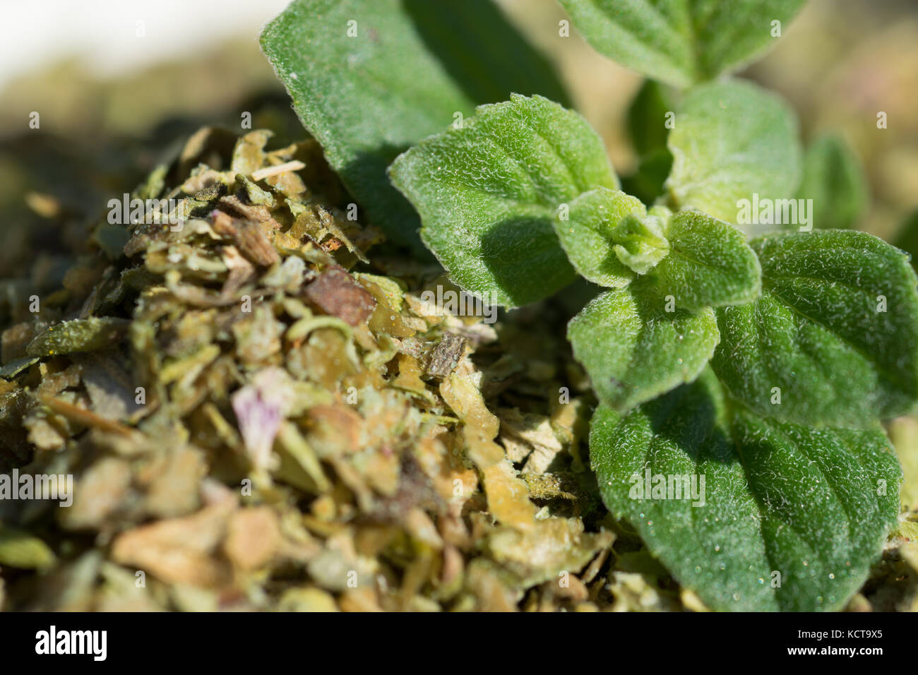 Fresh and dried oregano spices Stock Photo - Alamy