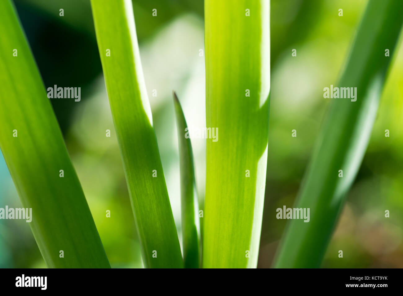 Green onion leaves Stock Photo - Alamy