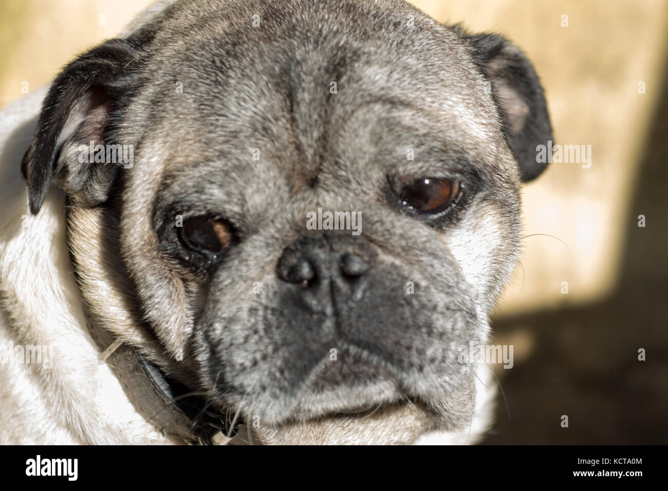 Carlino dog hi-res stock photography and images - Alamy