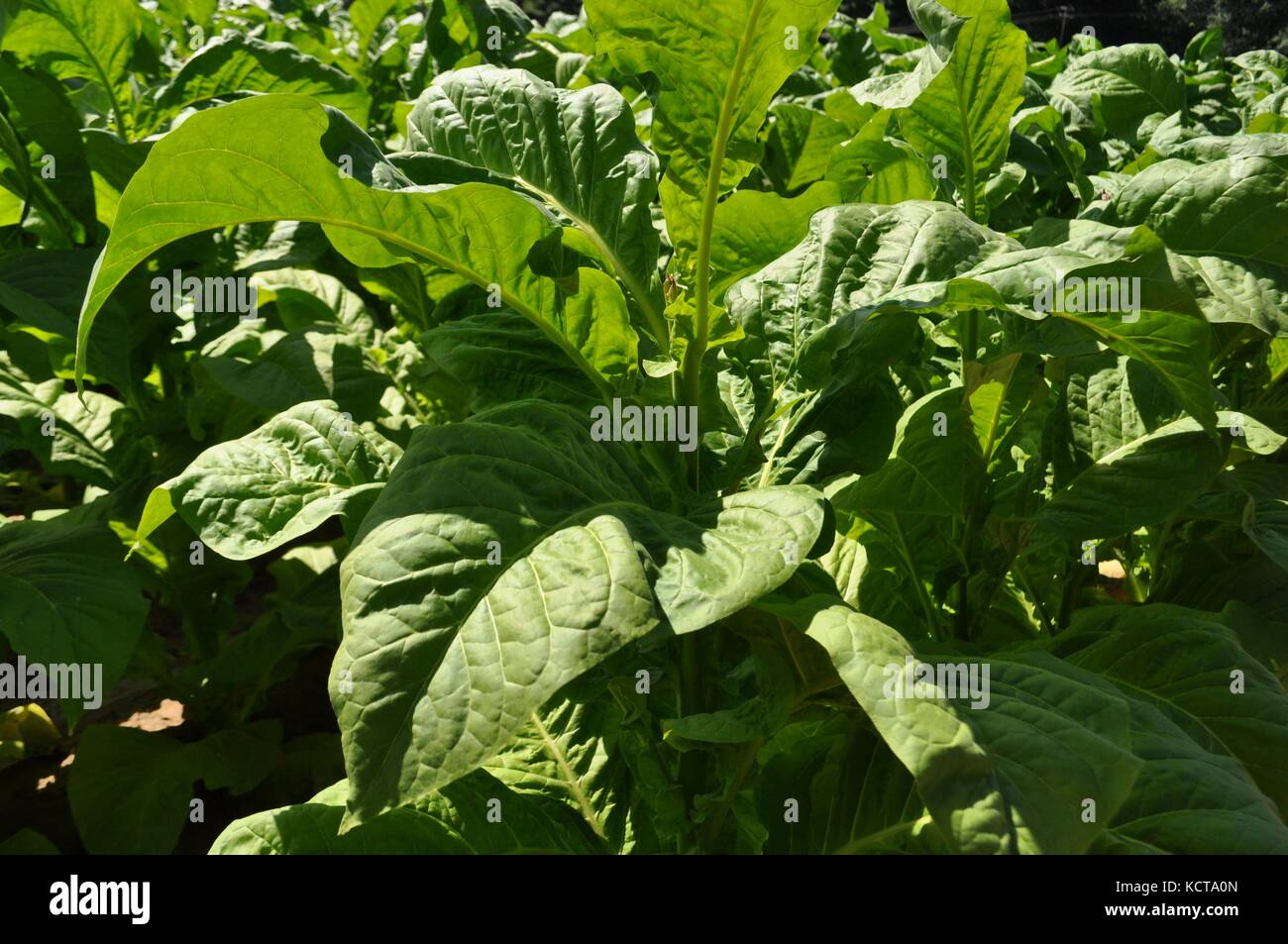 Agriculture Nicotiana Tabacum Farm High Resolution Stock Photography ...