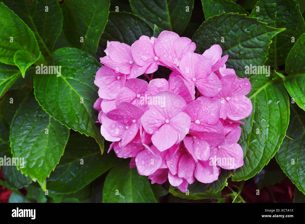 Pink hydrangea (Hydrangea macrophylla) flower close up Stock Photo - Alamy