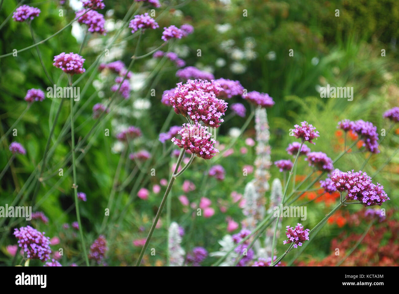 Plants pacific northwest border hi-res stock photography and images - Alamy