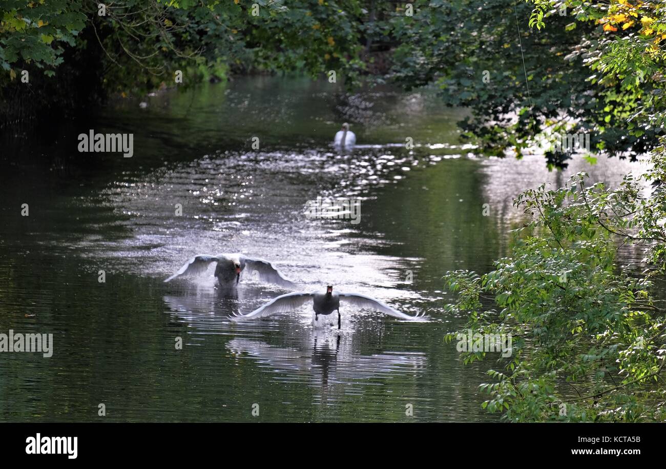 adult swan driving cygnet out Stock Photo - Alamy