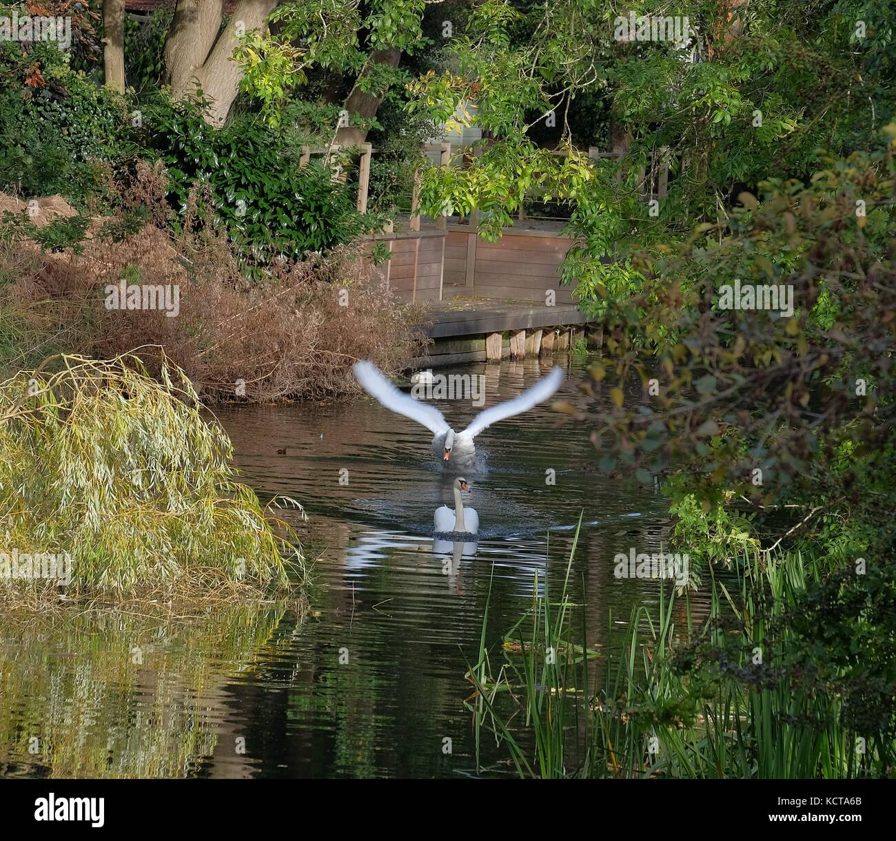 adult swan driving cygnet out Stock Photo - Alamy