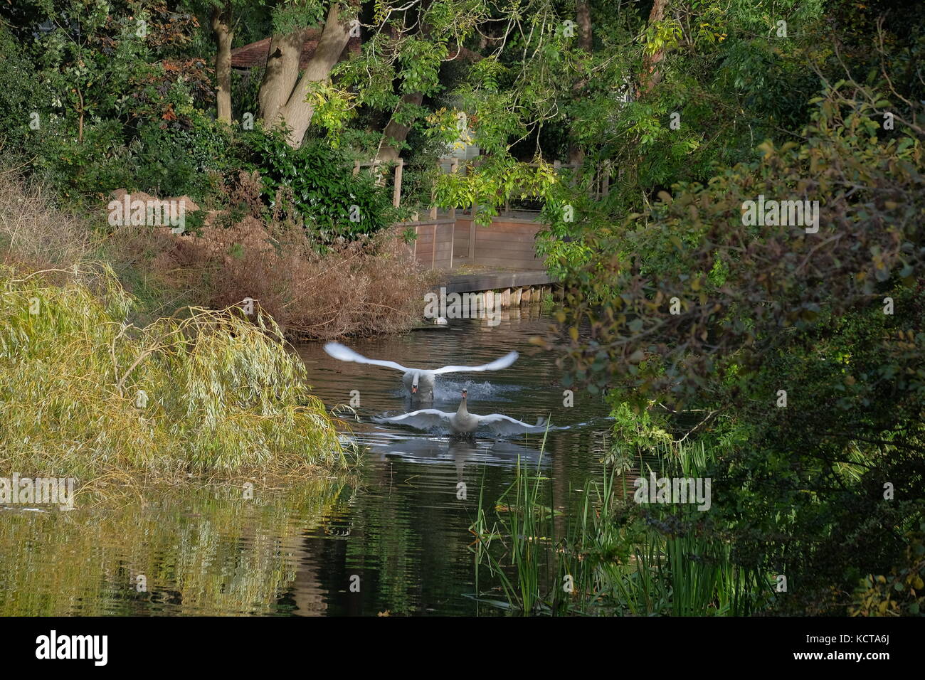 adult swan driving cygnet out Stock Photo - Alamy