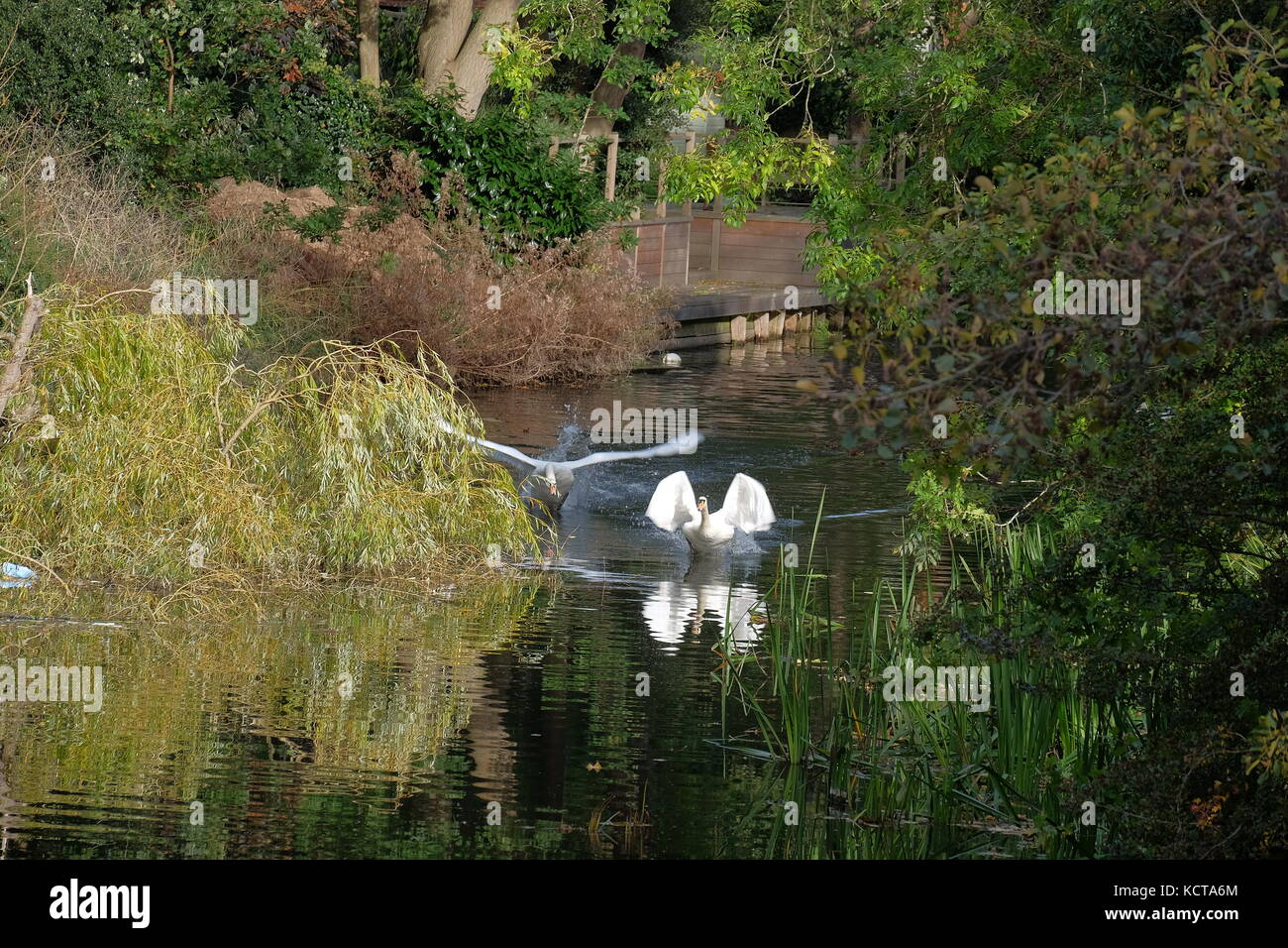 adult swan driving cygnet out Stock Photo - Alamy