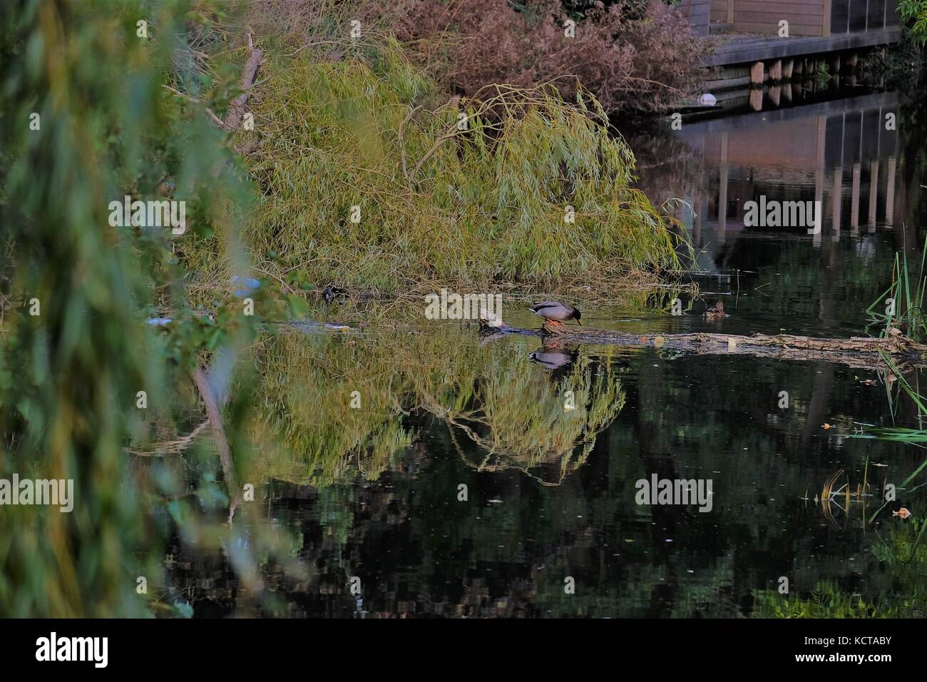 river mole autumn Stock Photo - Alamy