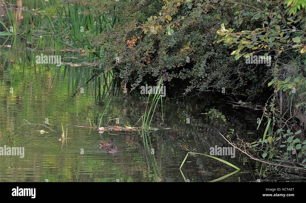 river mole autumn Stock Photo - Alamy