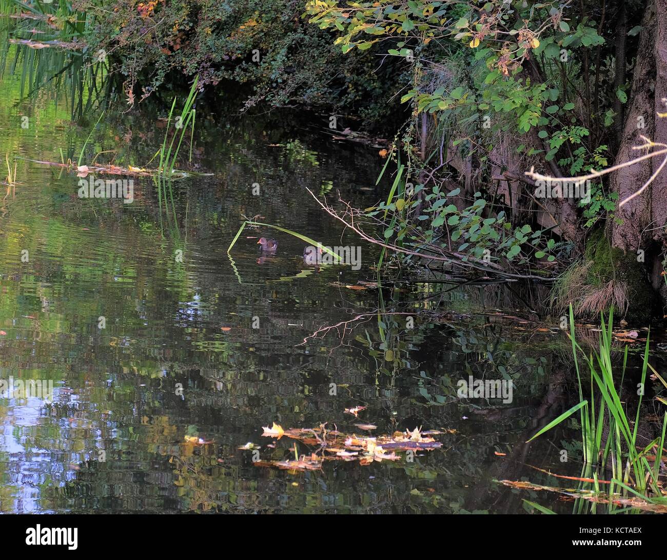 river mole autumn Stock Photo - Alamy