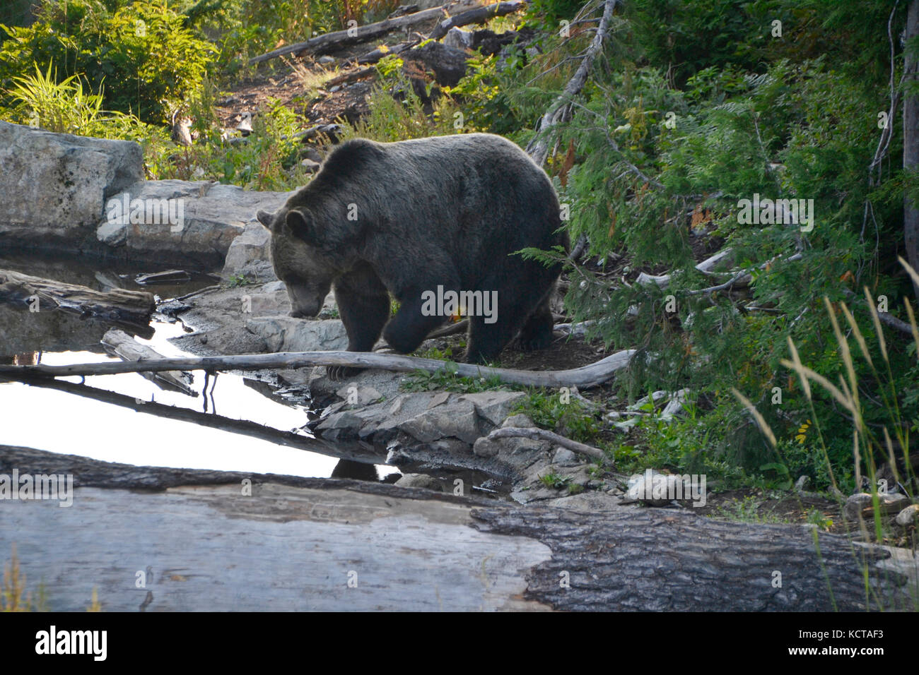 Goose Mountain, Canada Stock Photo - Alamy