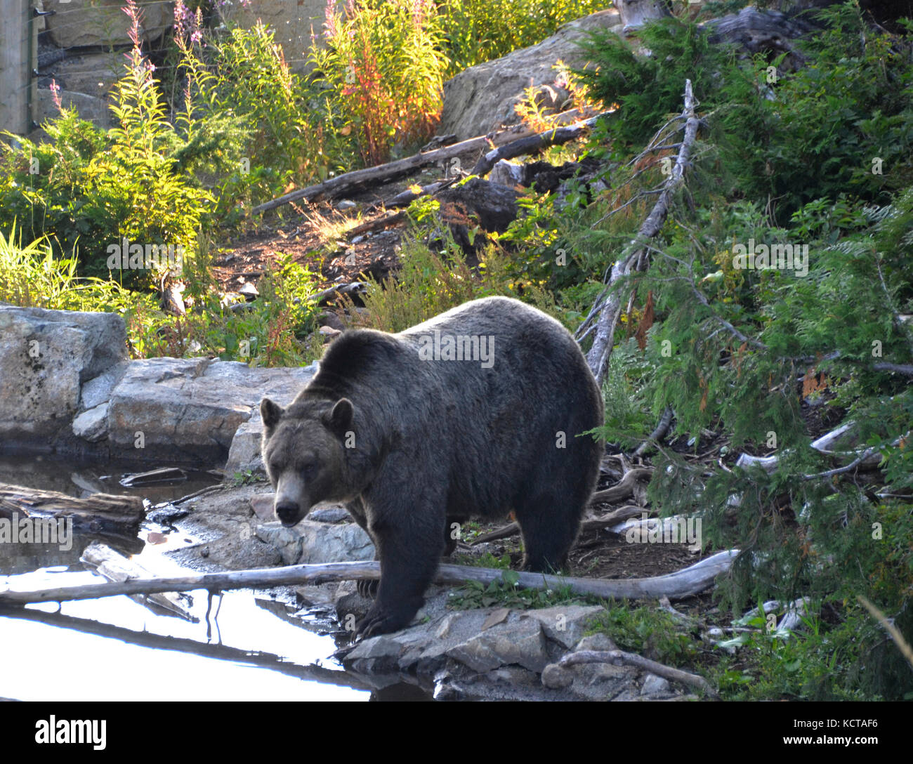 Goose Mountain, Canada Stock Photo - Alamy