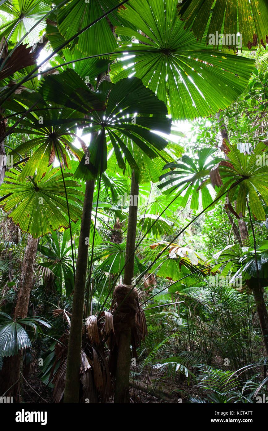 Australian Fan Palms (Licuala ramsayi). Lot 353 Hickory Road ...