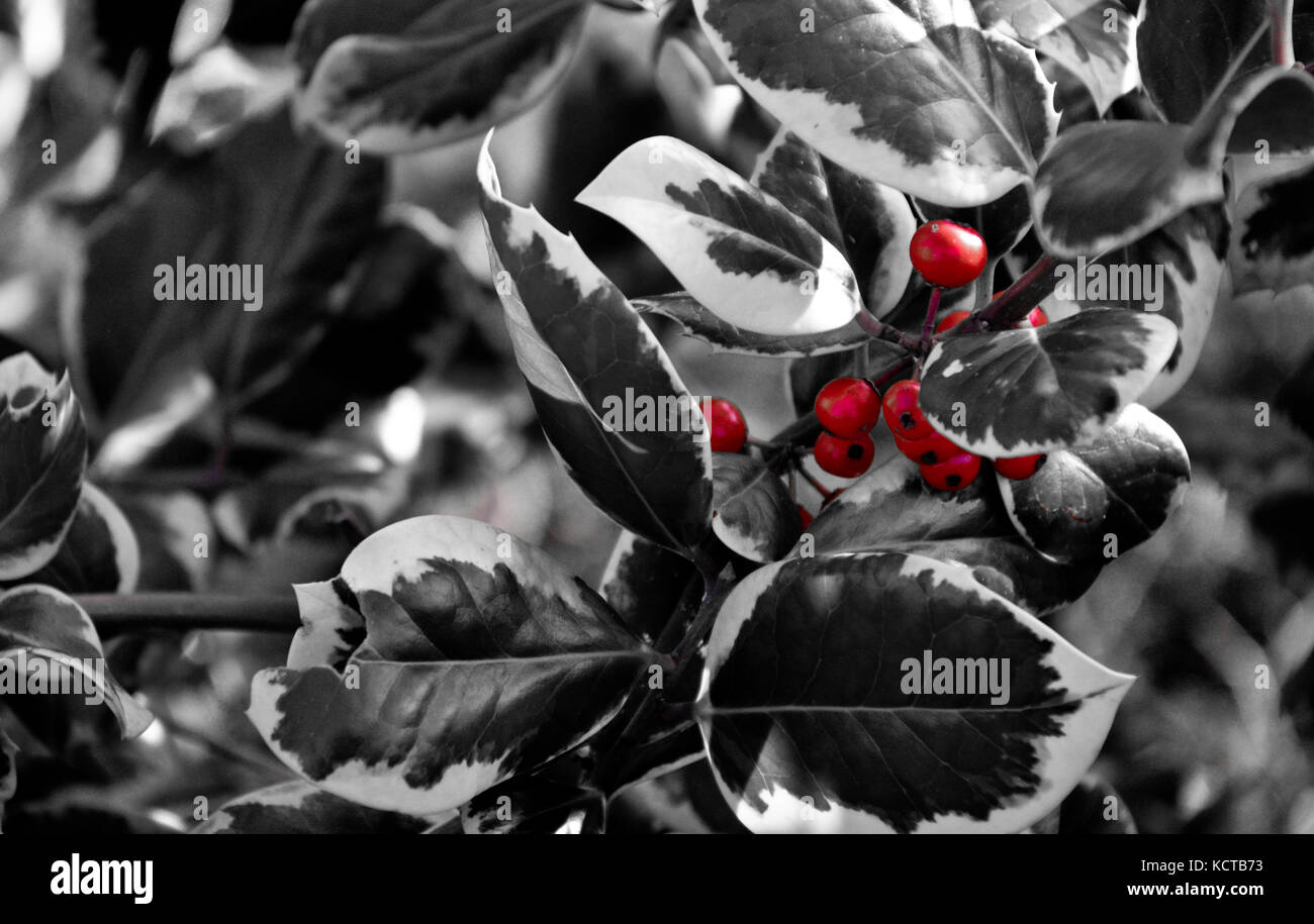 Poison Berry Tree Stock Photo - Alamy