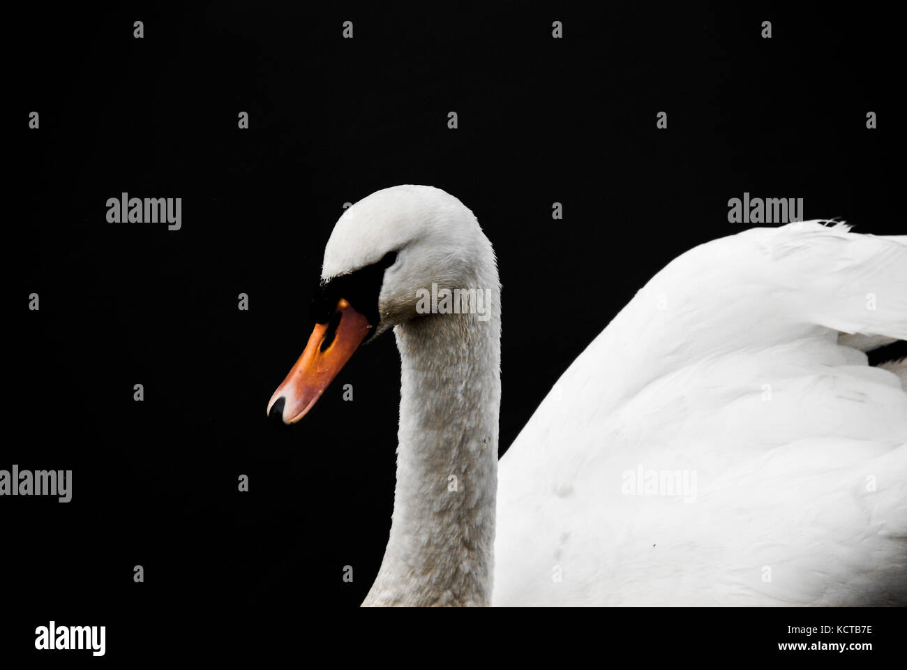 Flying swan photos hi-res stock photography and images - Alamy